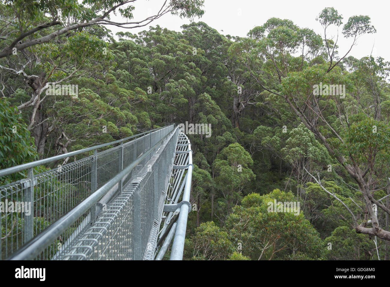 Valley of the Giants tree top walk, Walpole-Nornalup National Park near ...