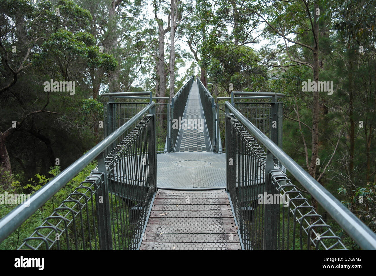 Valley of the Giants tree top walk, Walpole-Nornalup National Park near ...