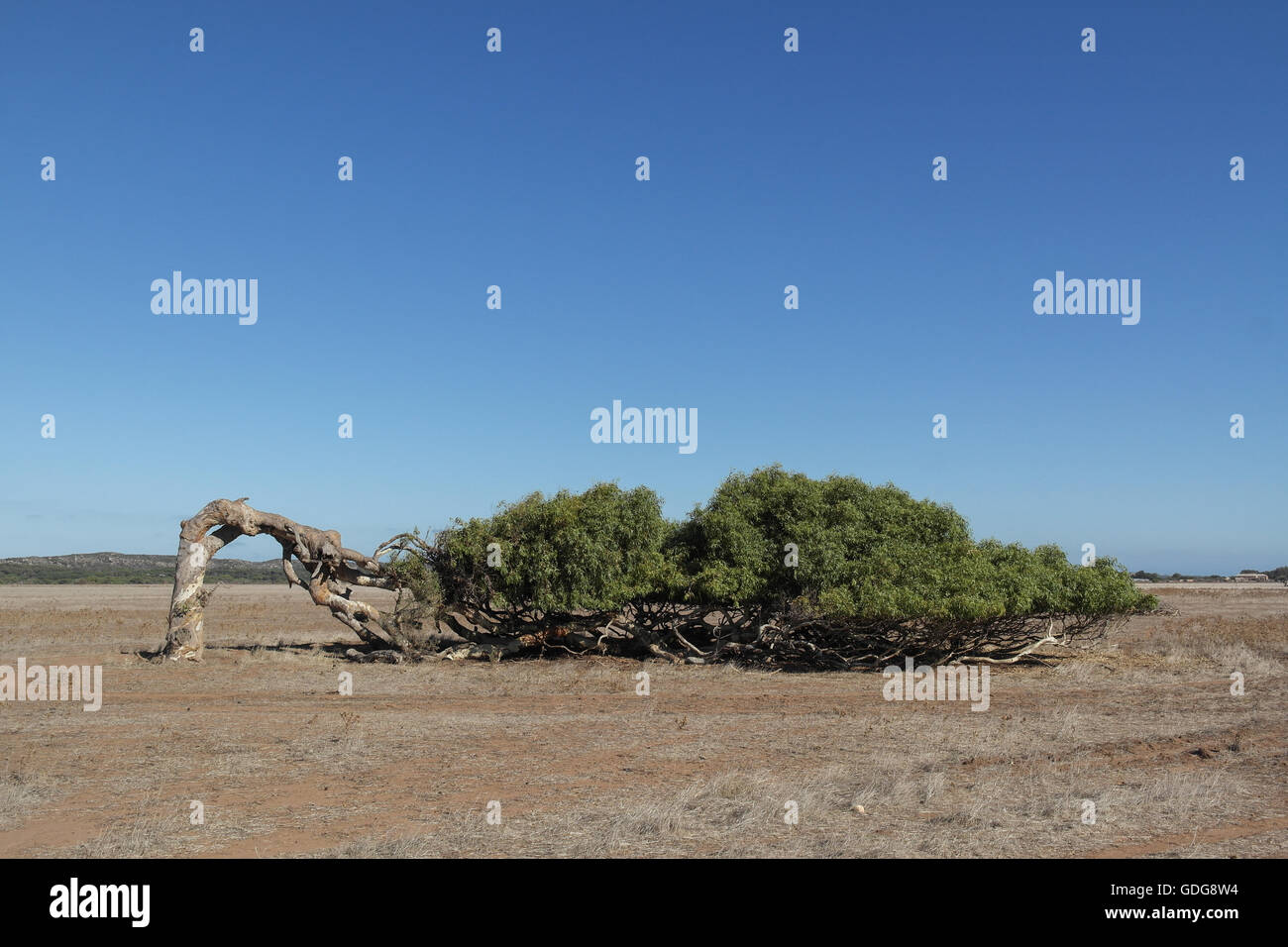 The Leaning Trees of Greenough in Western Australia - Australia Stock ...