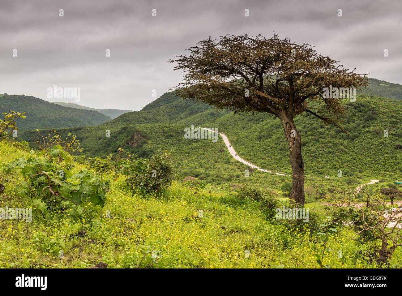 Typical scenery of the Salalah area in Oman during the Khareef season ...