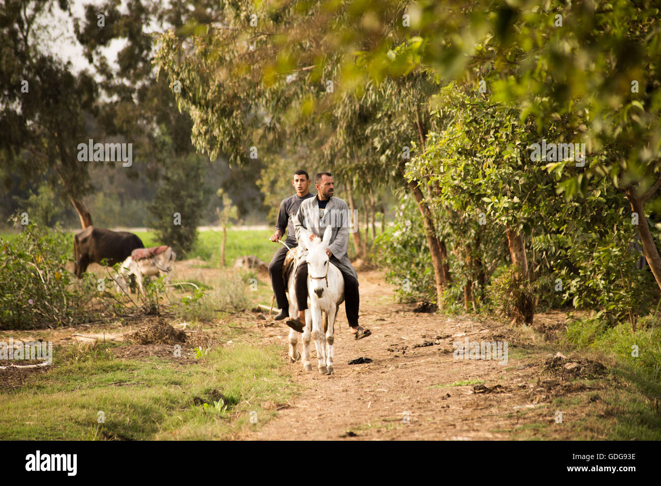 Kafr al sheikh hi-res stock photography and images - Alamy