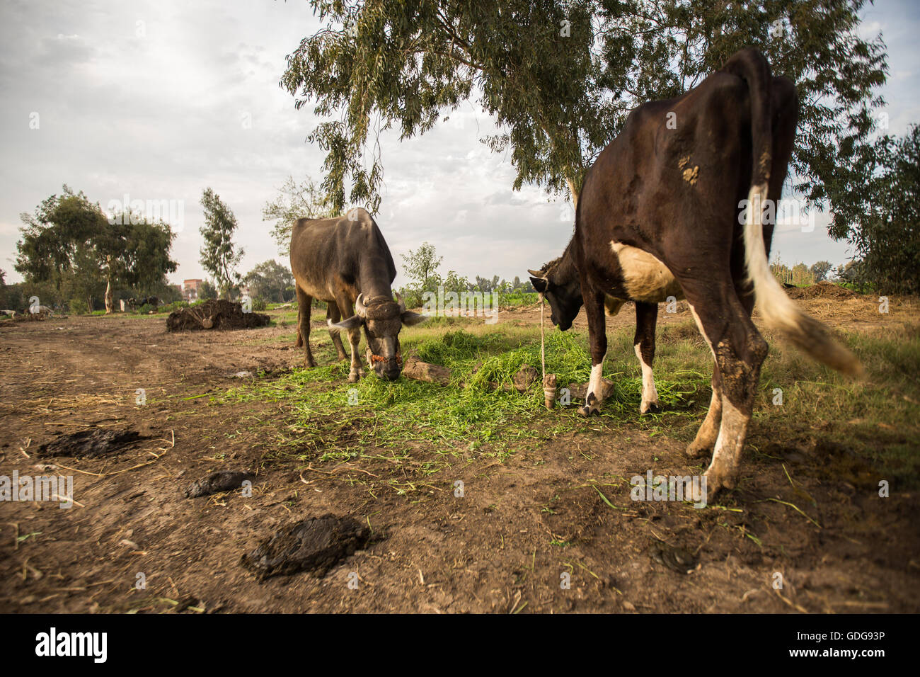 Two cows eating grass Stock Photo - Alamy
