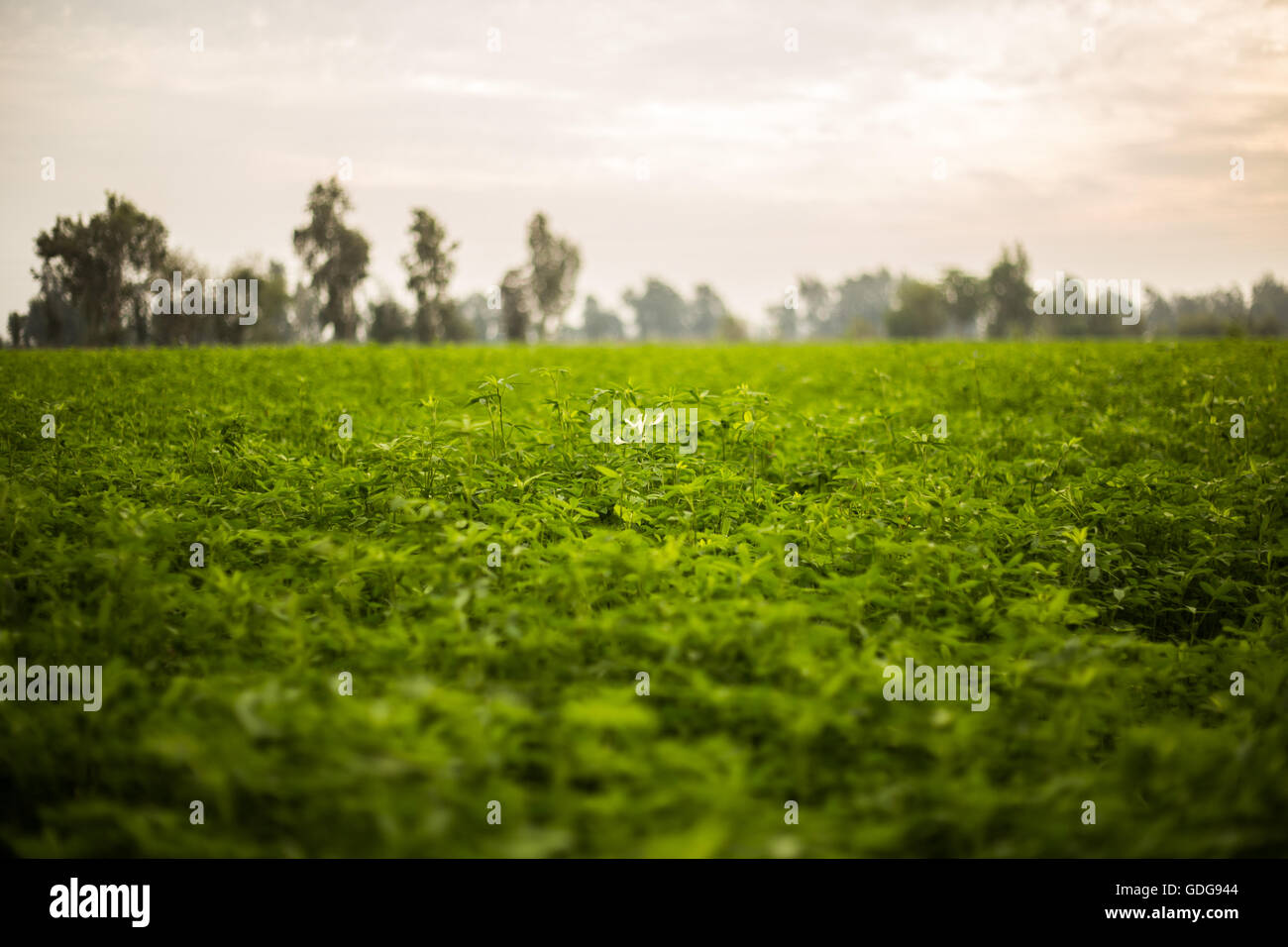 A landscape scene in Kafr al Sheikh governorate, Egypt Stock Photo - Alamy