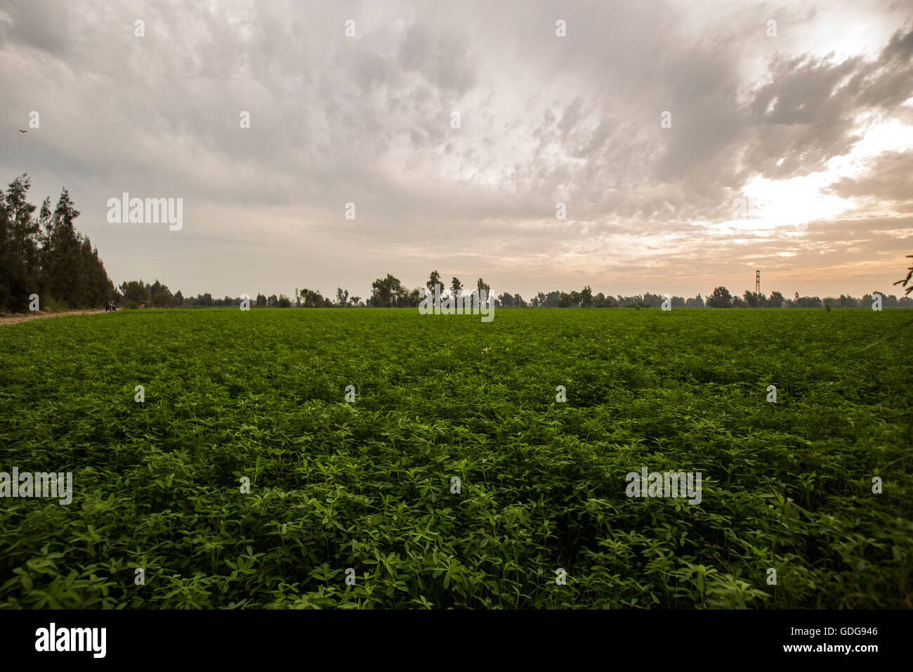 A landscape scene in Kafr al Sheikh governorate, Egypt Stock Photo - Alamy