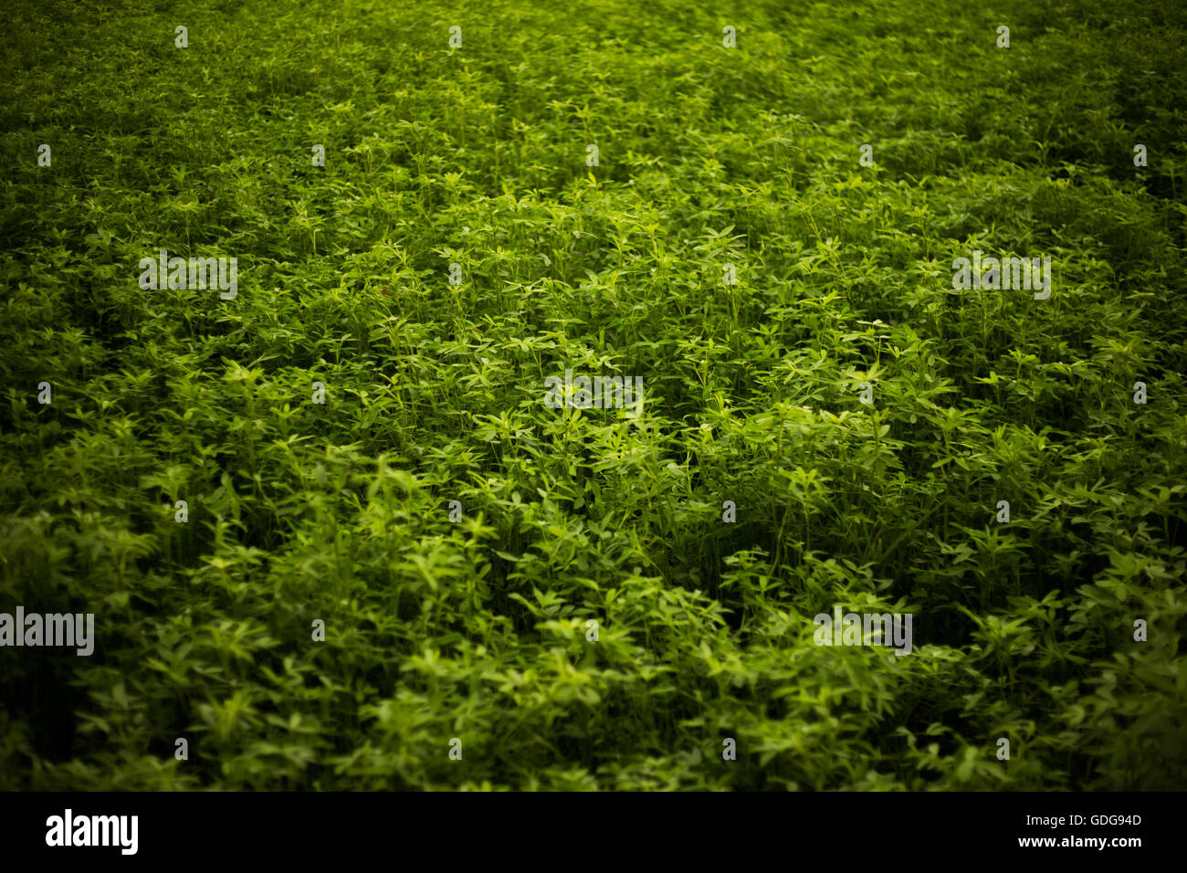 A landscape scene in Kafr al Sheikh governorate, Egypt Stock Photo - Alamy