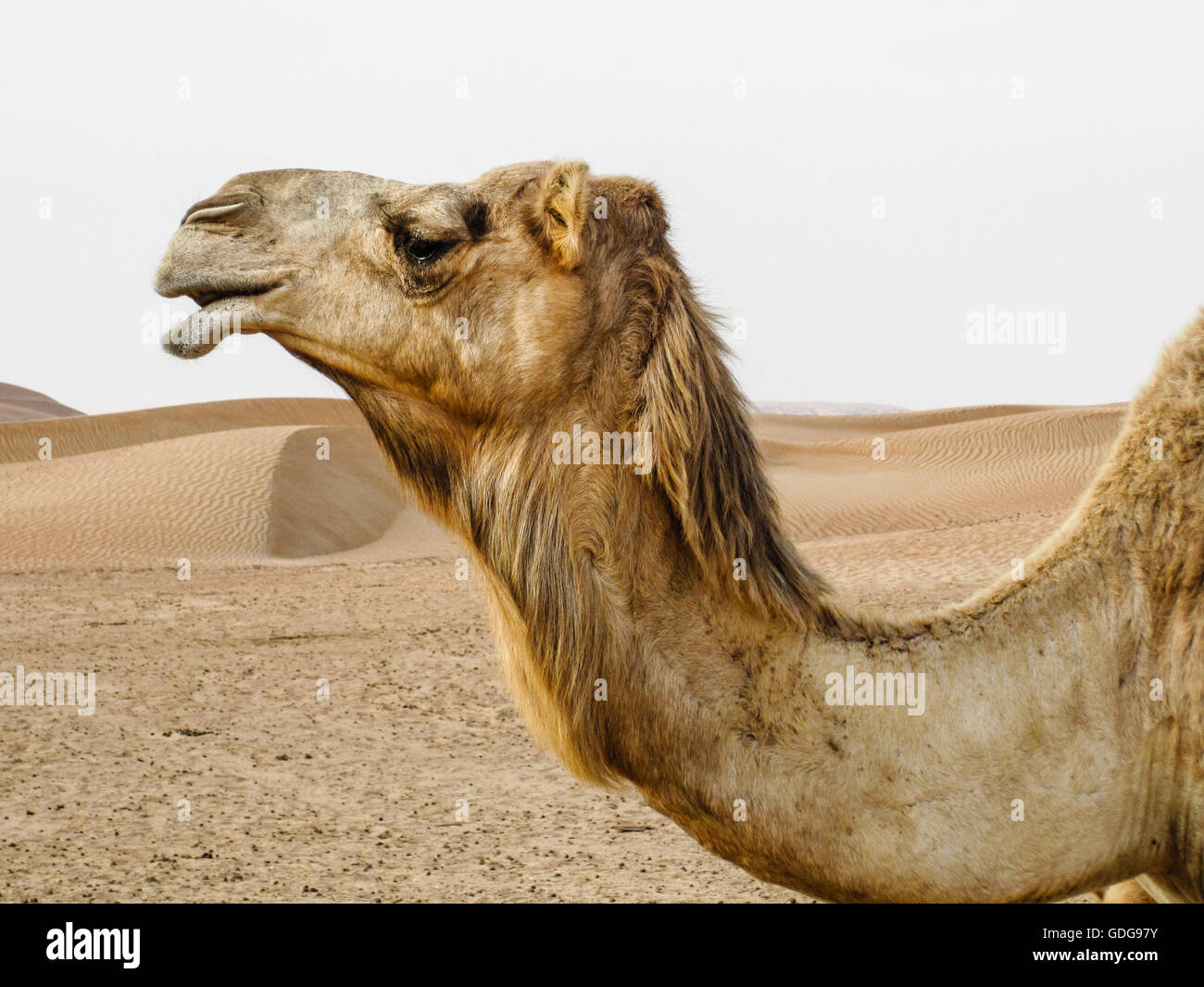 Uae desert camel hi-res stock photography and images - Alamy