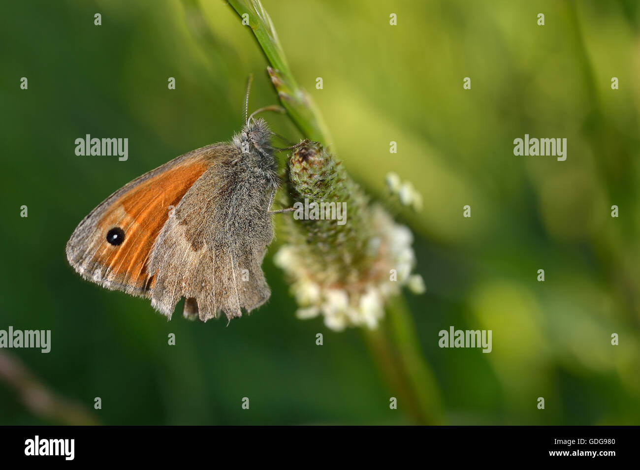 Italy butterfly butterflies insect insects roberto nistri horizontal hi ...