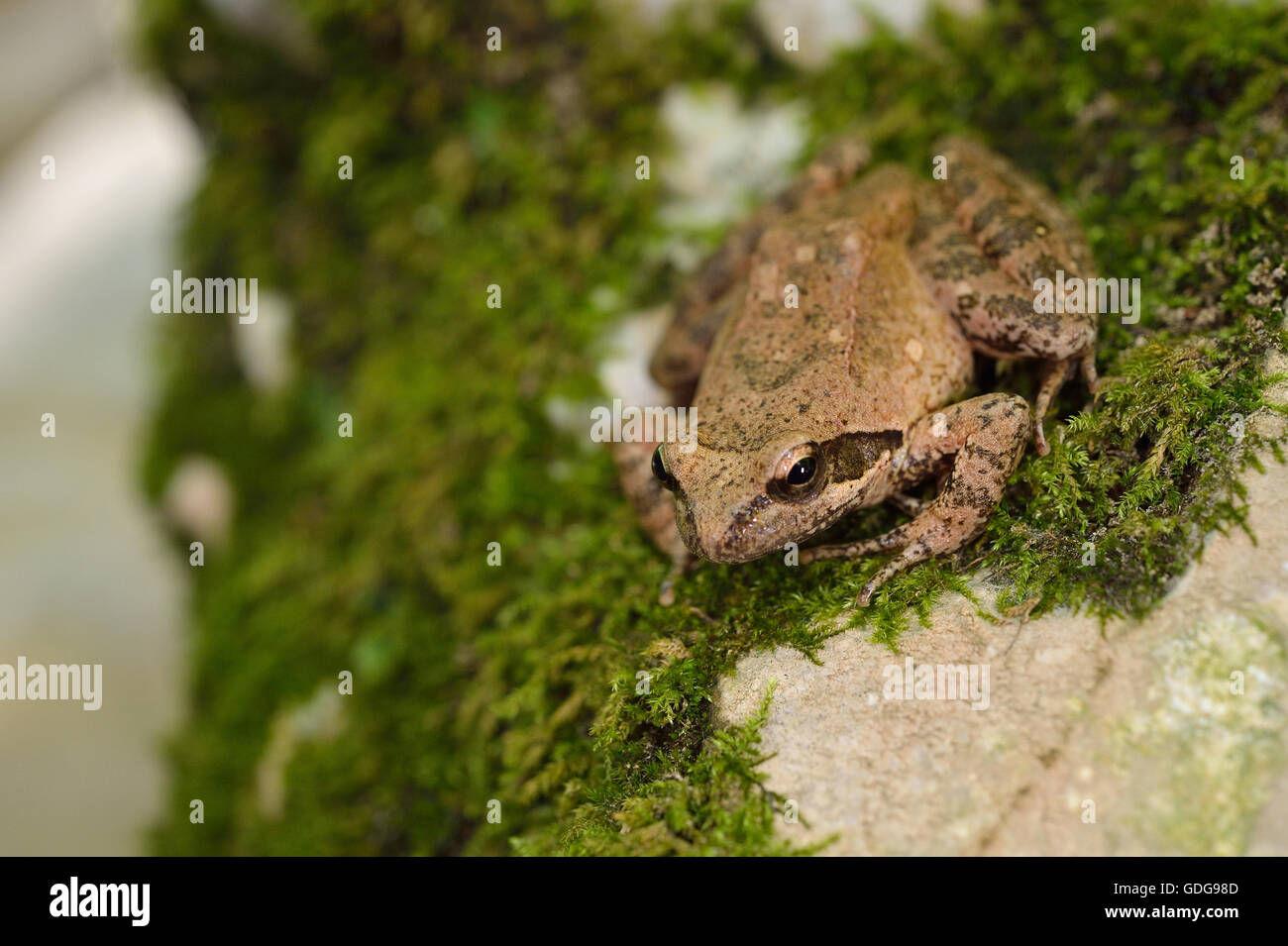 Italian stream frog, Rana italica, Ranidae, Subiaco, River Aniene ...