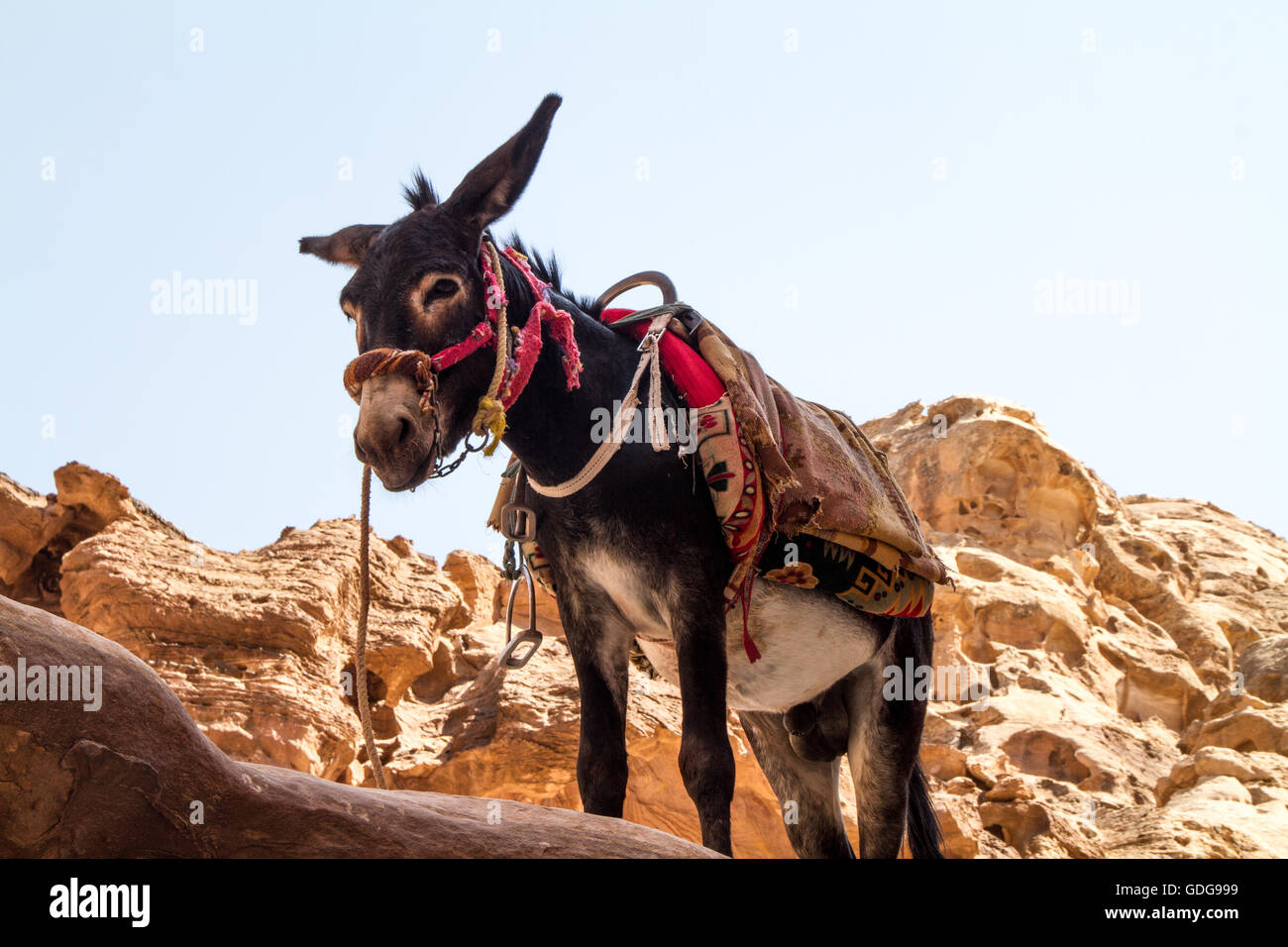 Donkey break hi-res stock photography and images - Alamy