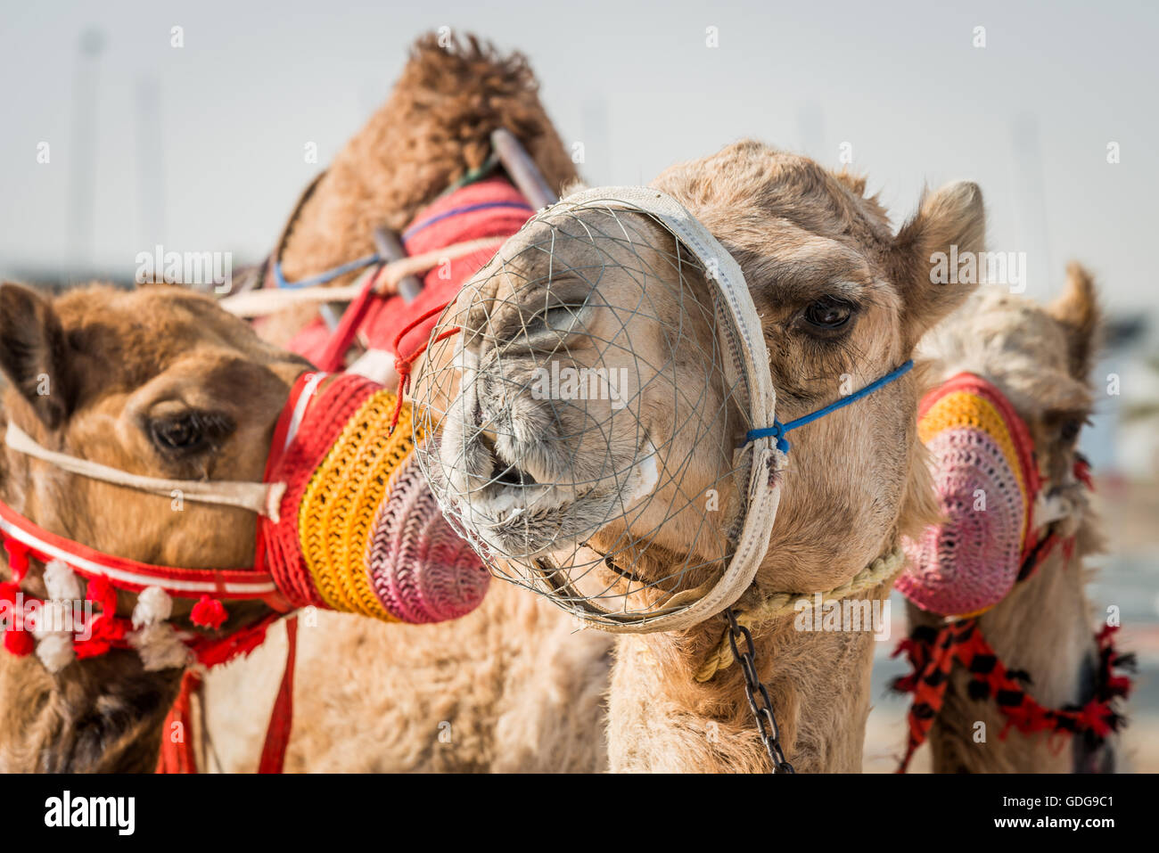 Camels prepare for the race at Al Marmoum Camel Race Track in Dubai ...