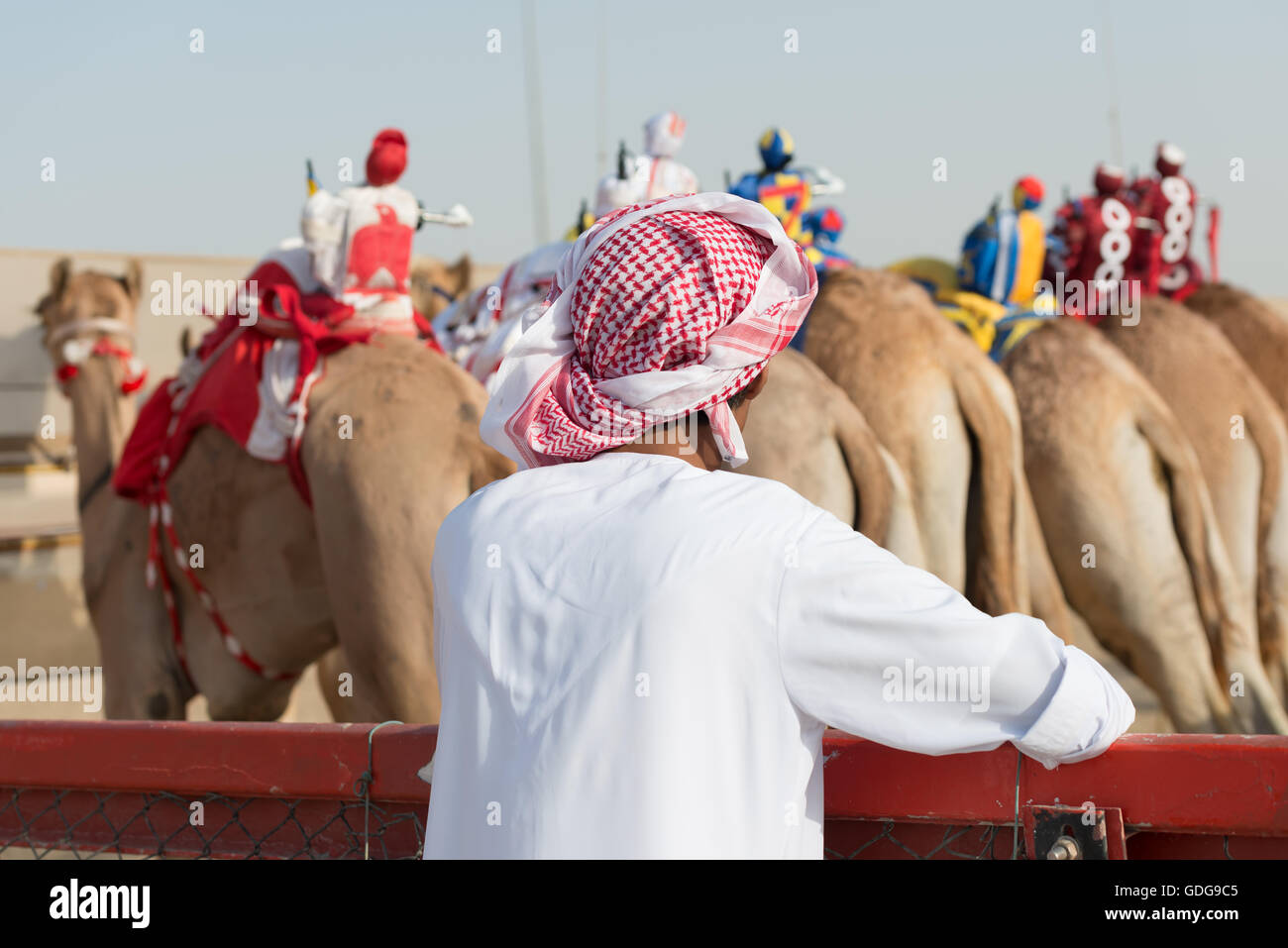 Camels with robot jockeys on their backs preparing for the start during ...