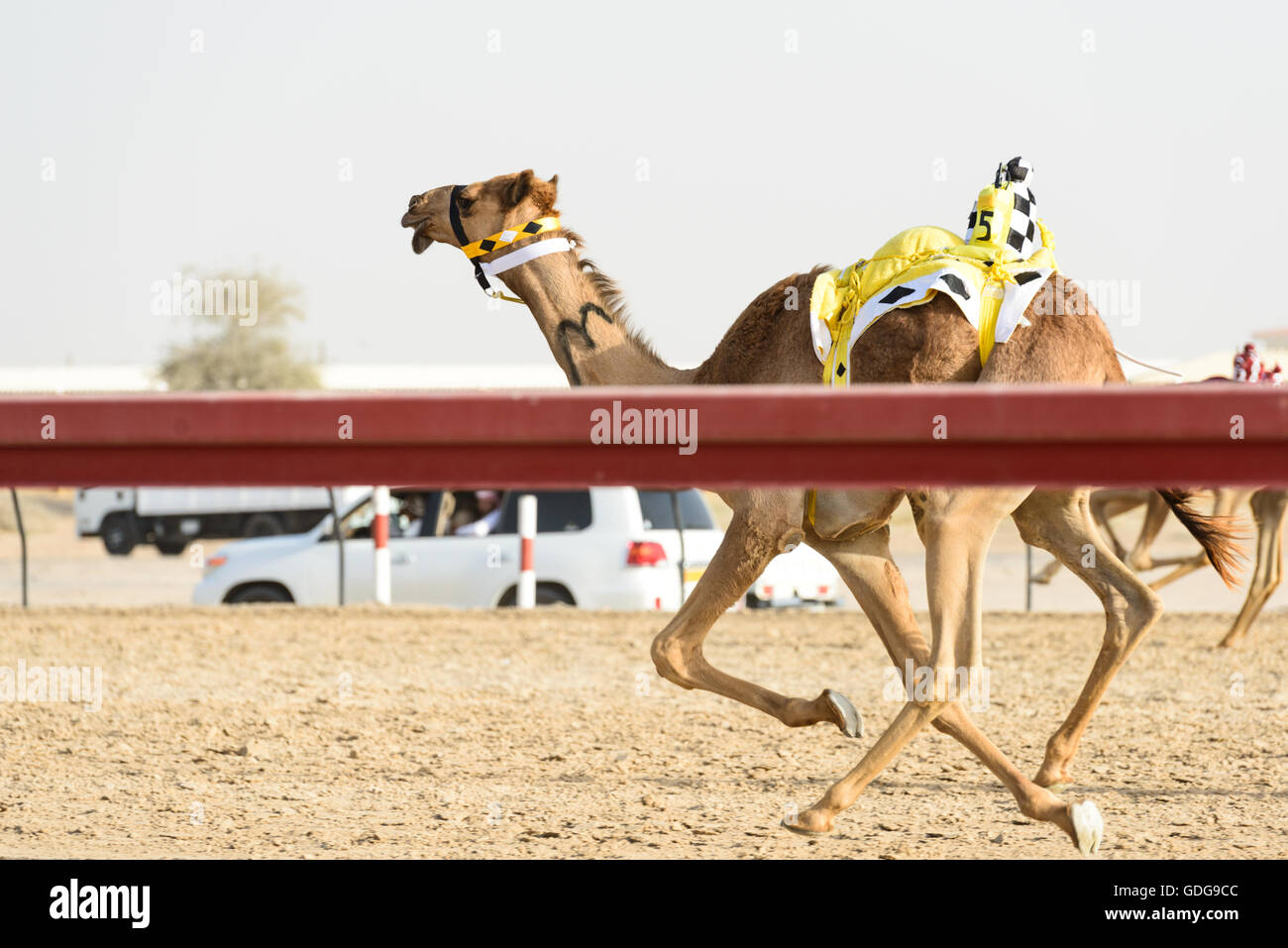 Camels are racing down the track, followed by owners chanting and ...