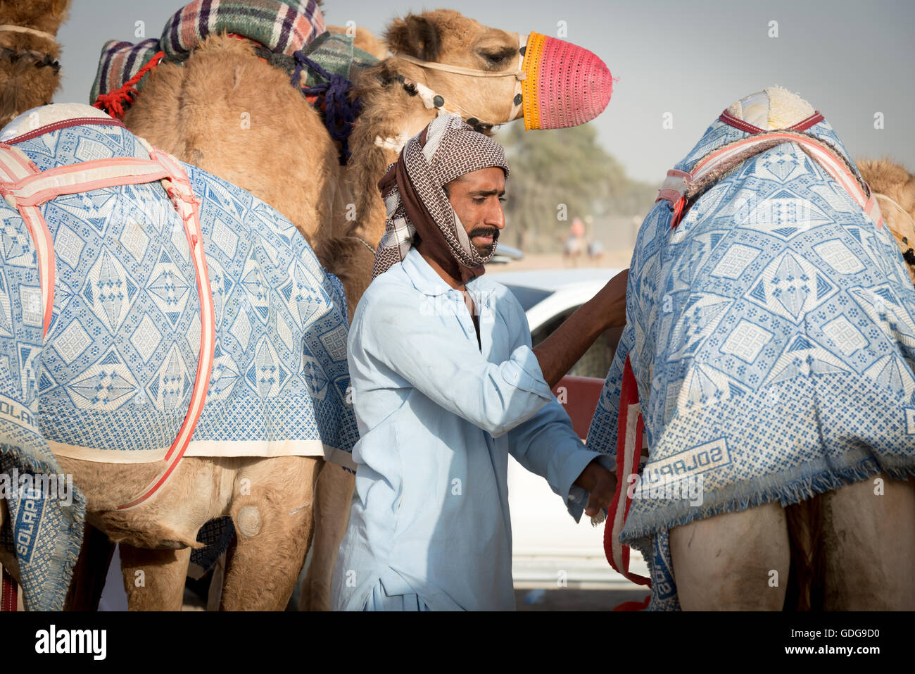 Camel groomers are looking after the camels before and after the race ...