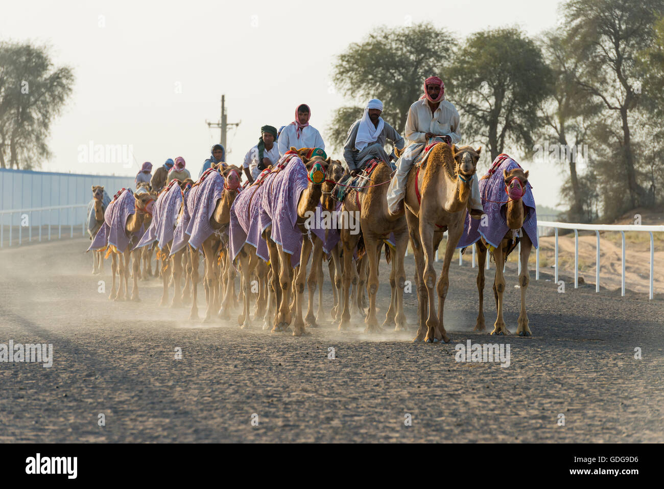 Camel caravan on the way back from the races into the stables at Al ...