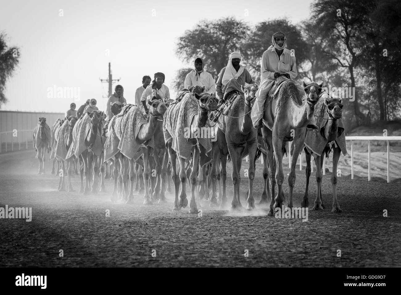 Camel caravan on the way back from the races into the stables at Al ...