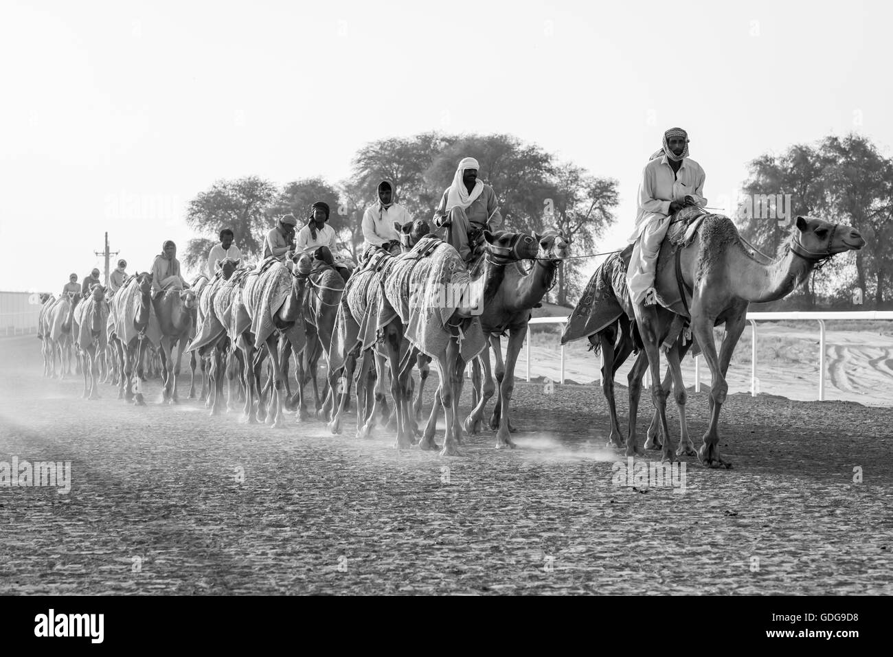 Camel caravan on the way back from the races into the stables at Al ...