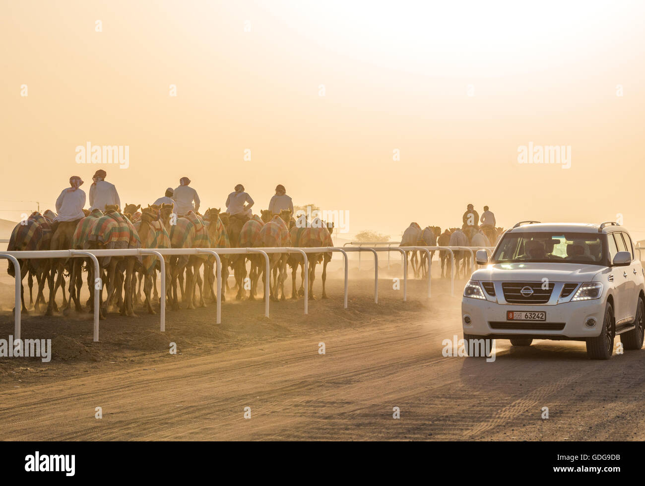 Camel caravan on the way back from the races into the stables, followed ...