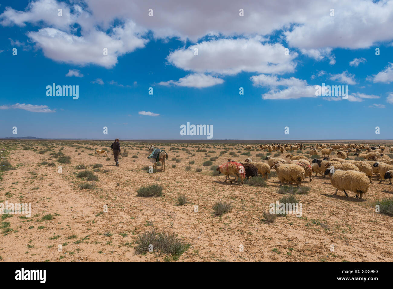 Shepard in Jordan running his sheep to through the grassplains Stock ...