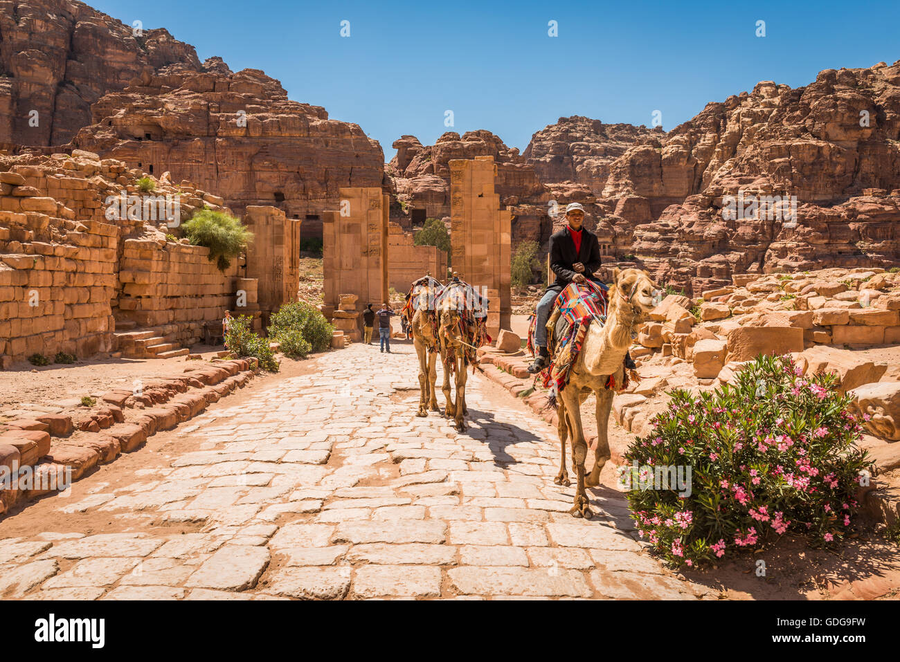 Camels ride down Colonade Street taking tourists on a camel back ride ...
