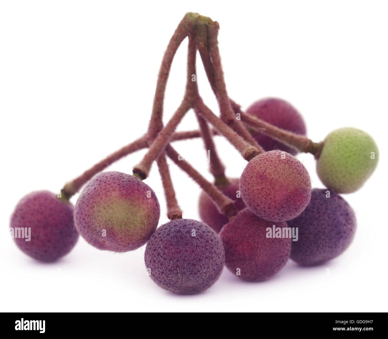 Falsa fruits hi-res stock photography and images - Alamy