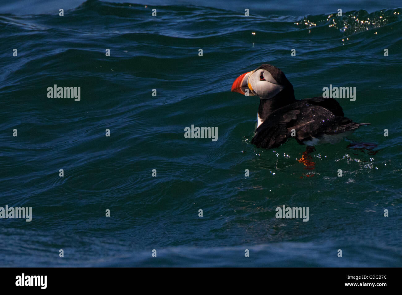 Puffin on the ocean Stock Photo - Alamy