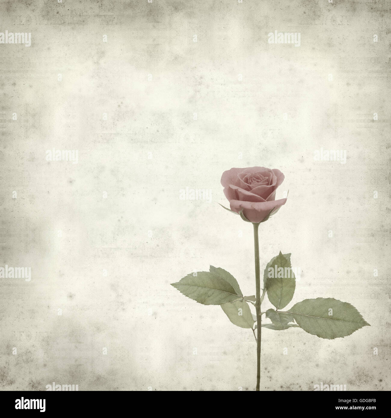 textured old paper background with pink rose Stock Photo - Alamy