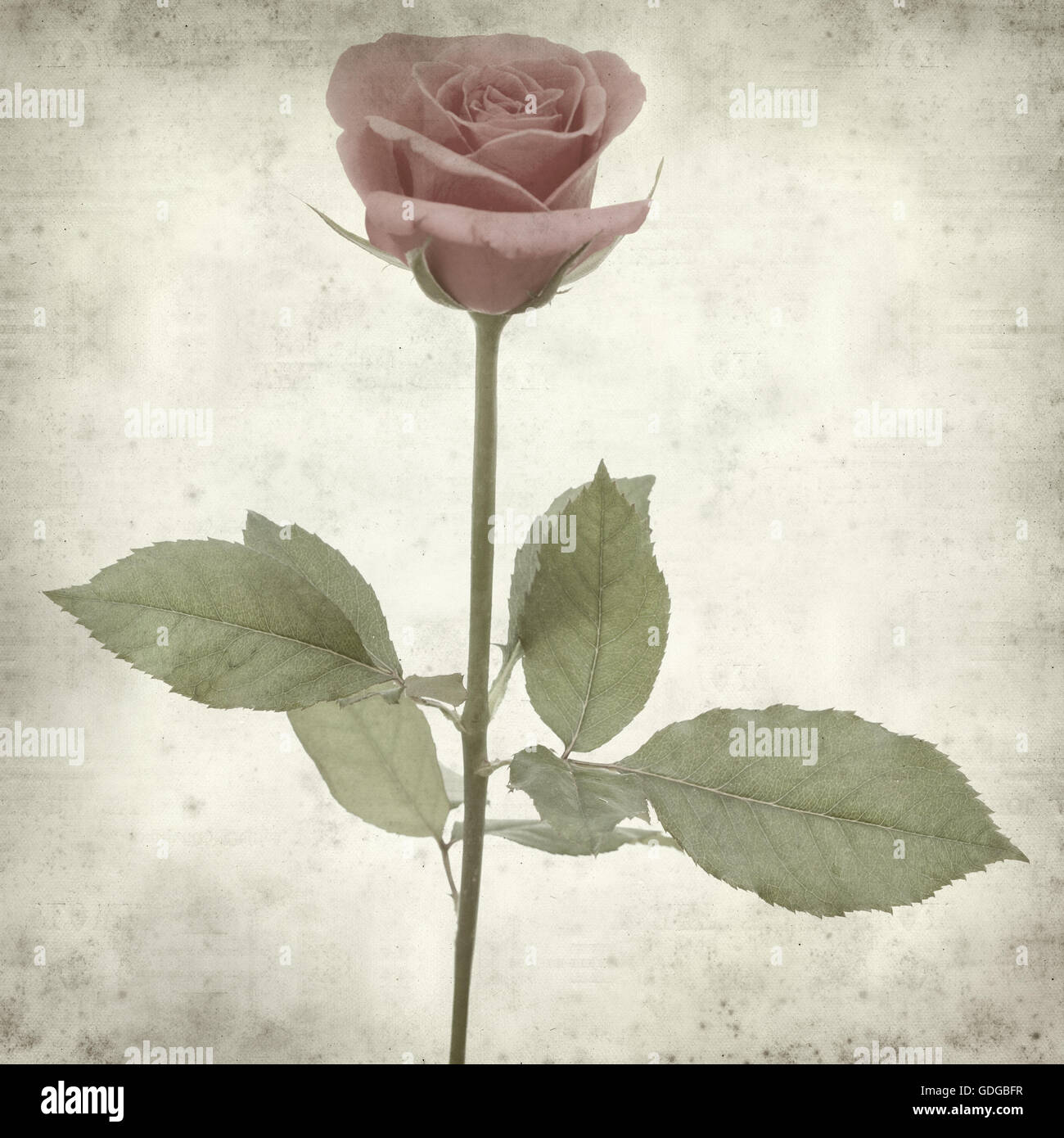 textured old paper background with pink rose Stock Photo - Alamy