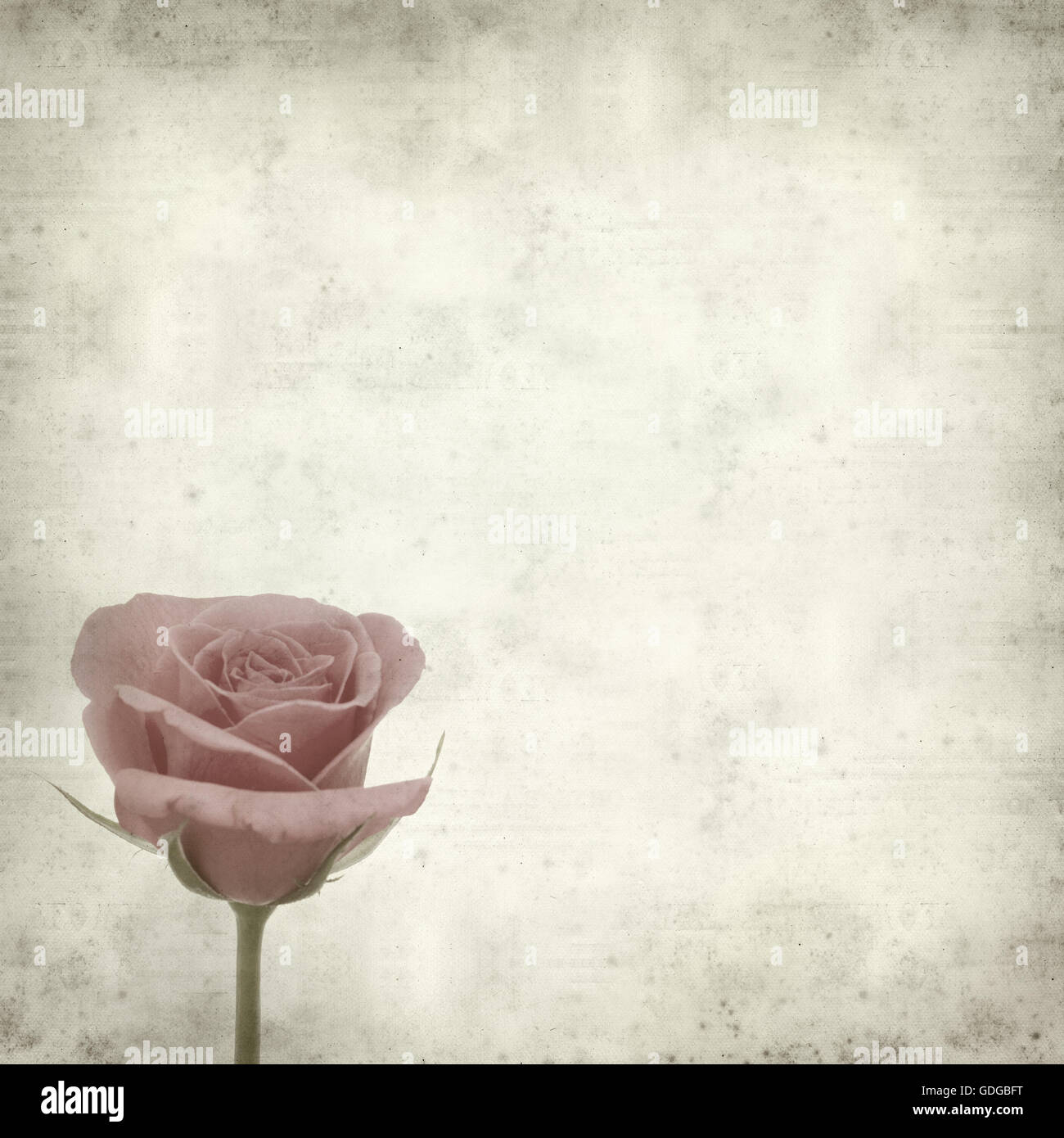 textured old paper background with pink rose Stock Photo - Alamy