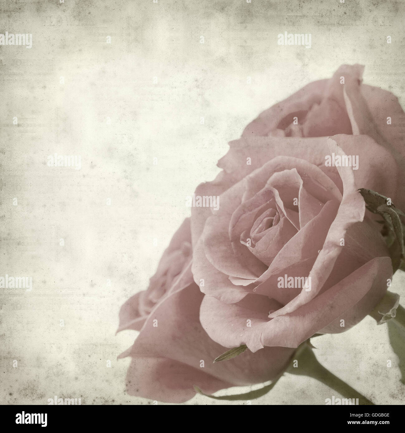 textured old paper background with pink rose Stock Photo - Alamy