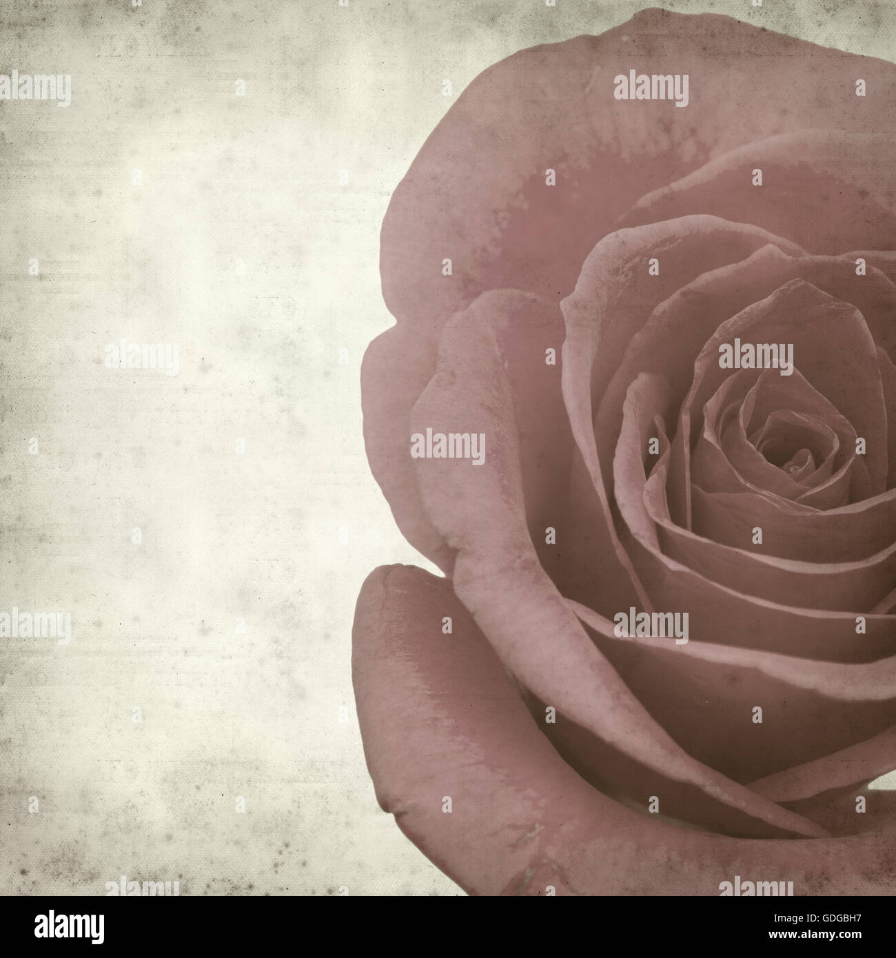 textured old paper background with pink rose Stock Photo - Alamy