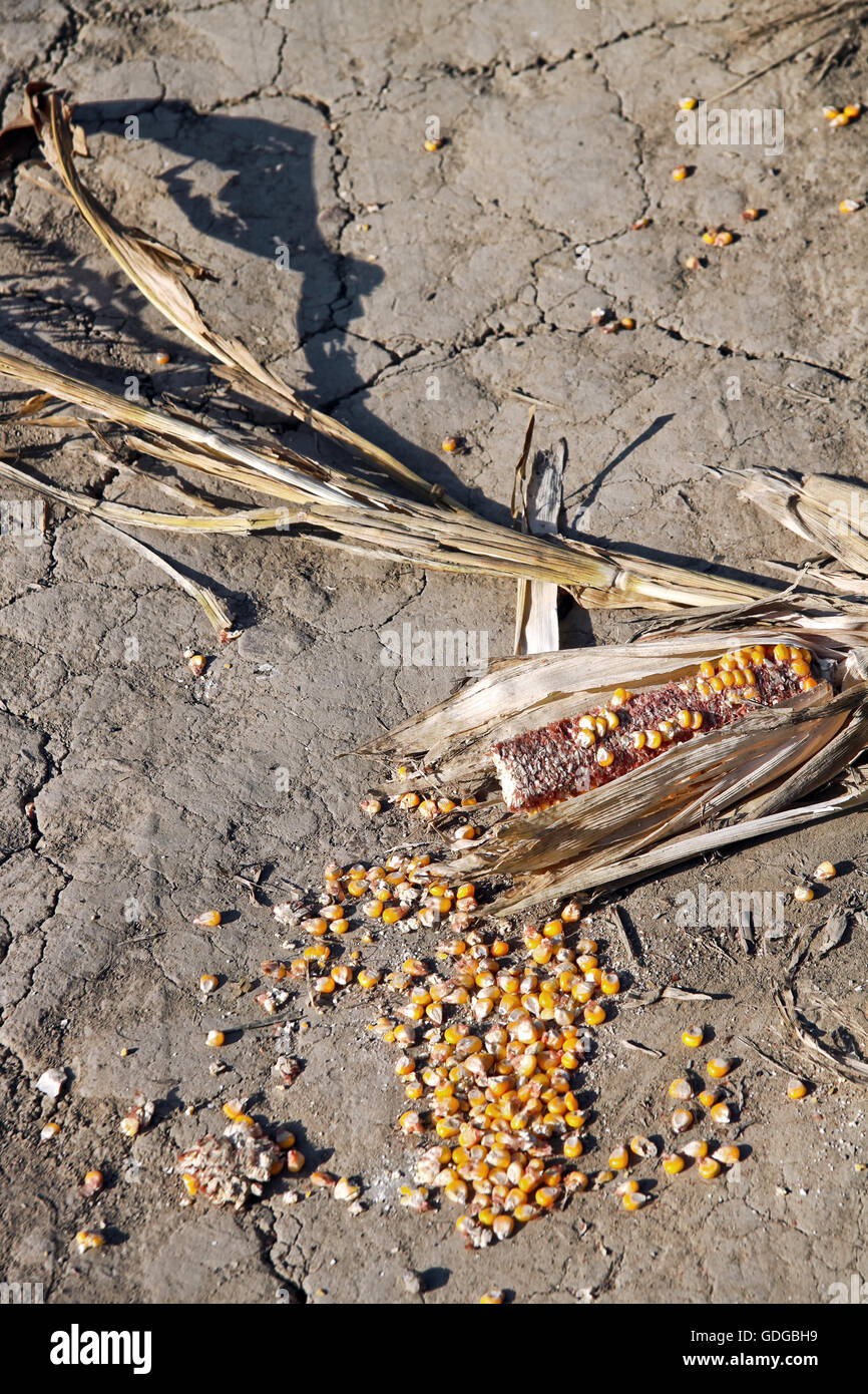 Corn cob, drought and poverty Stock Photo - Alamy