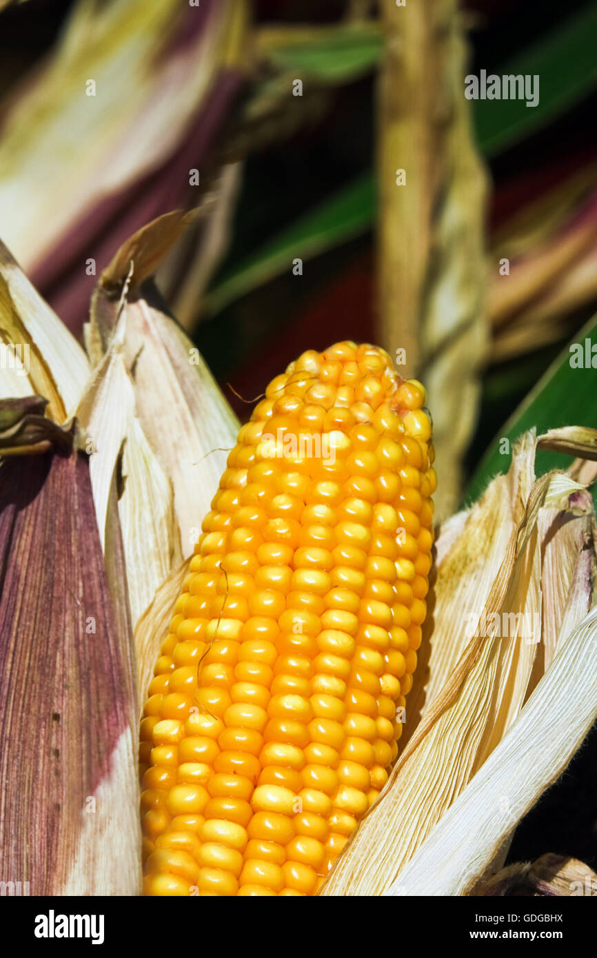 Corn cob, yellow and ripe Stock Photo - Alamy