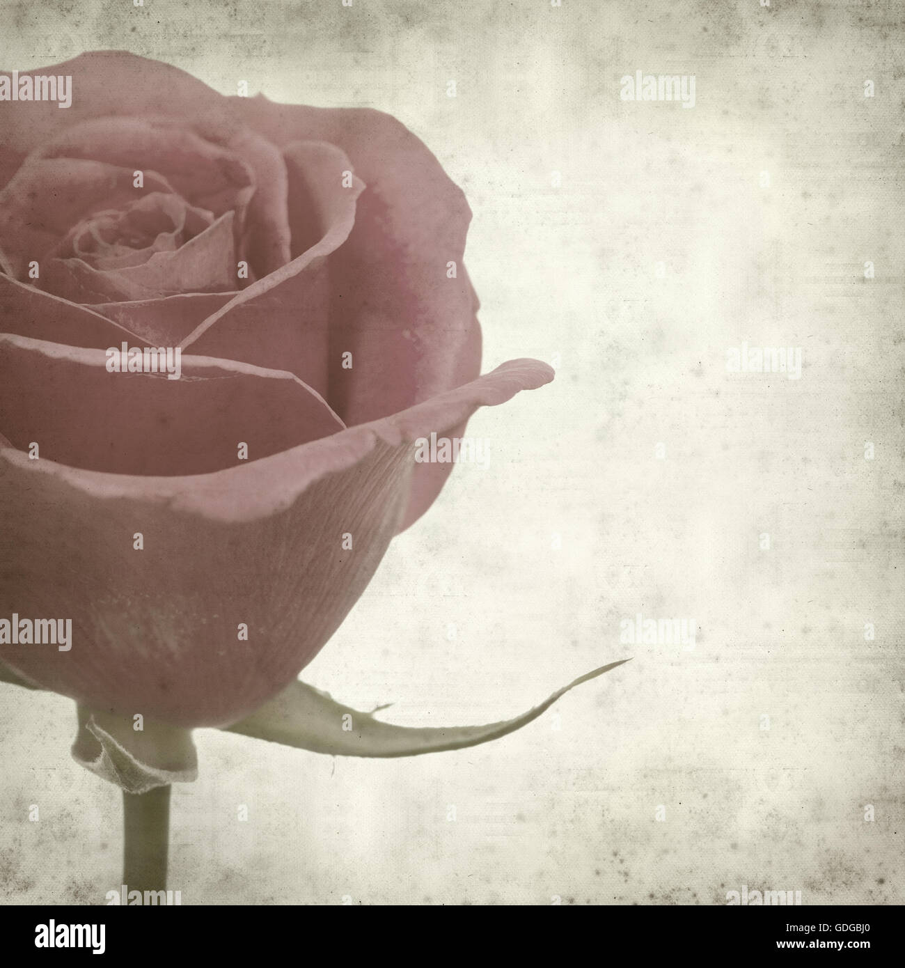 textured old paper background with pink rose Stock Photo - Alamy