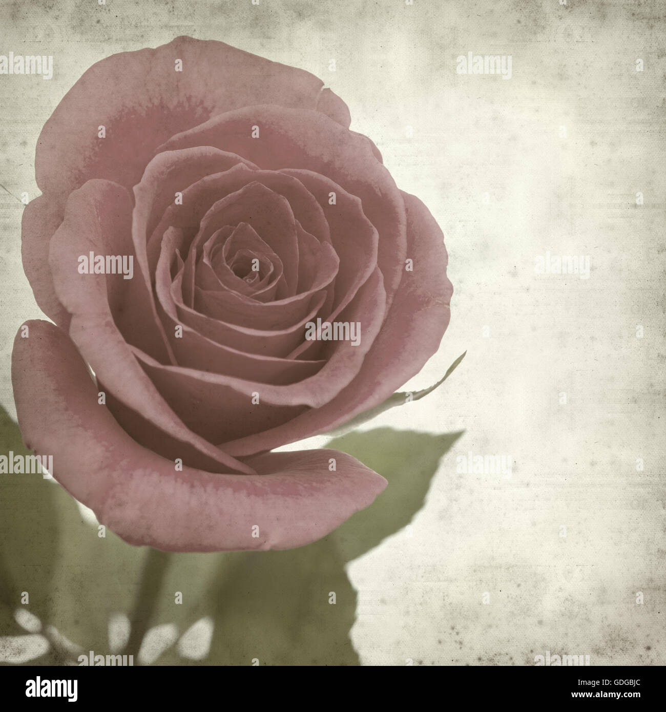 textured old paper background with pink rose Stock Photo - Alamy