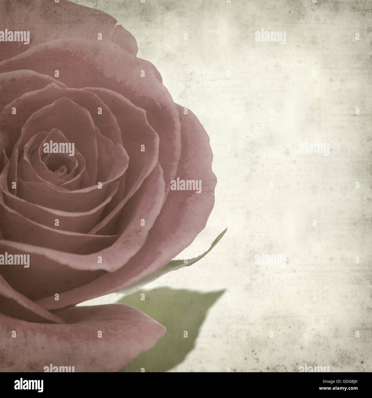 textured old paper background with pink rose Stock Photo - Alamy