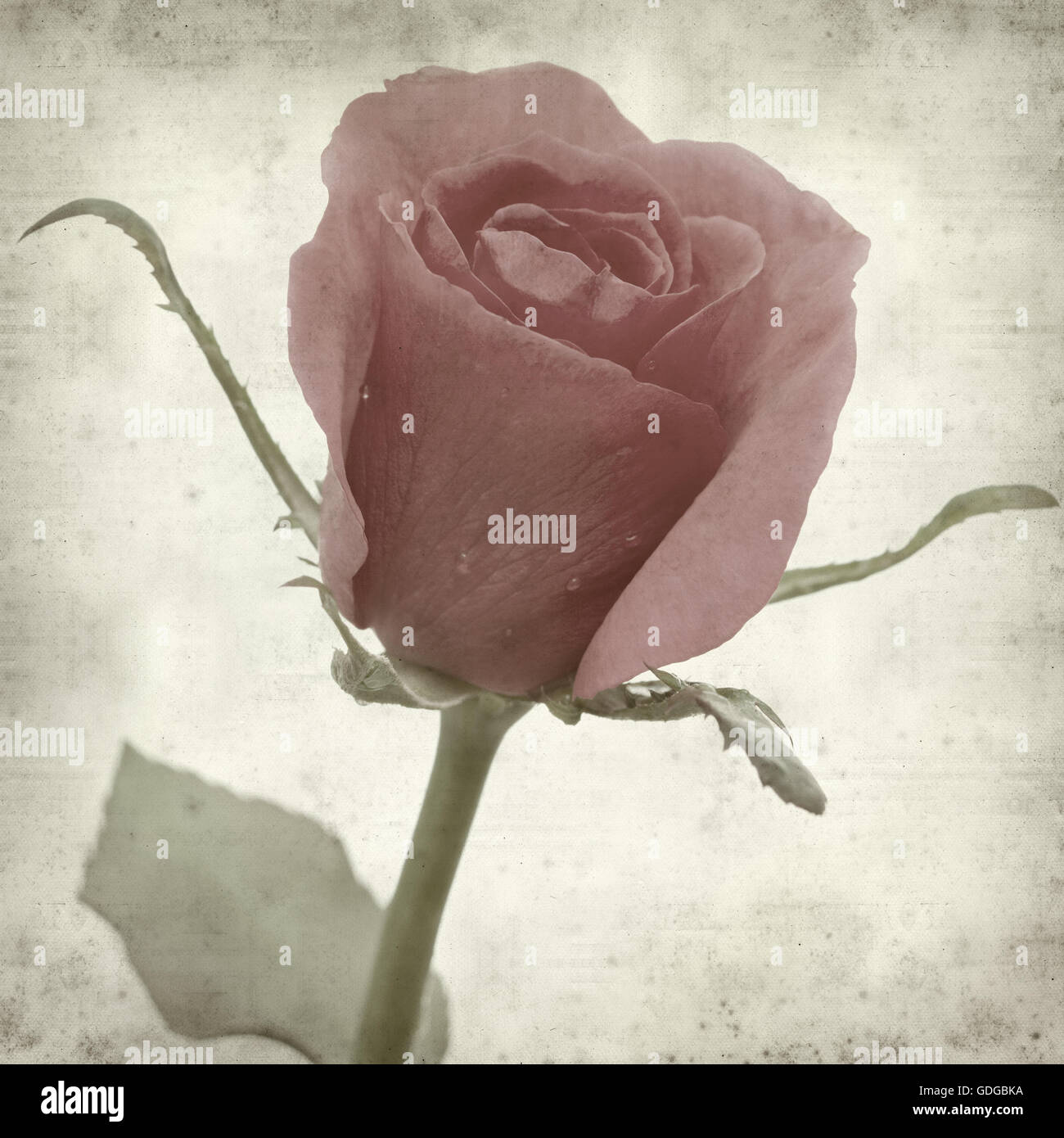 textured old paper background with pink rose Stock Photo - Alamy