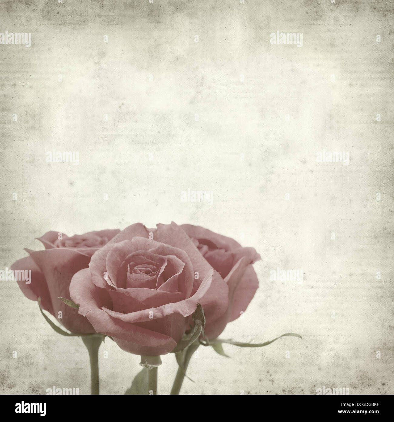 textured old paper background with pink rose Stock Photo - Alamy