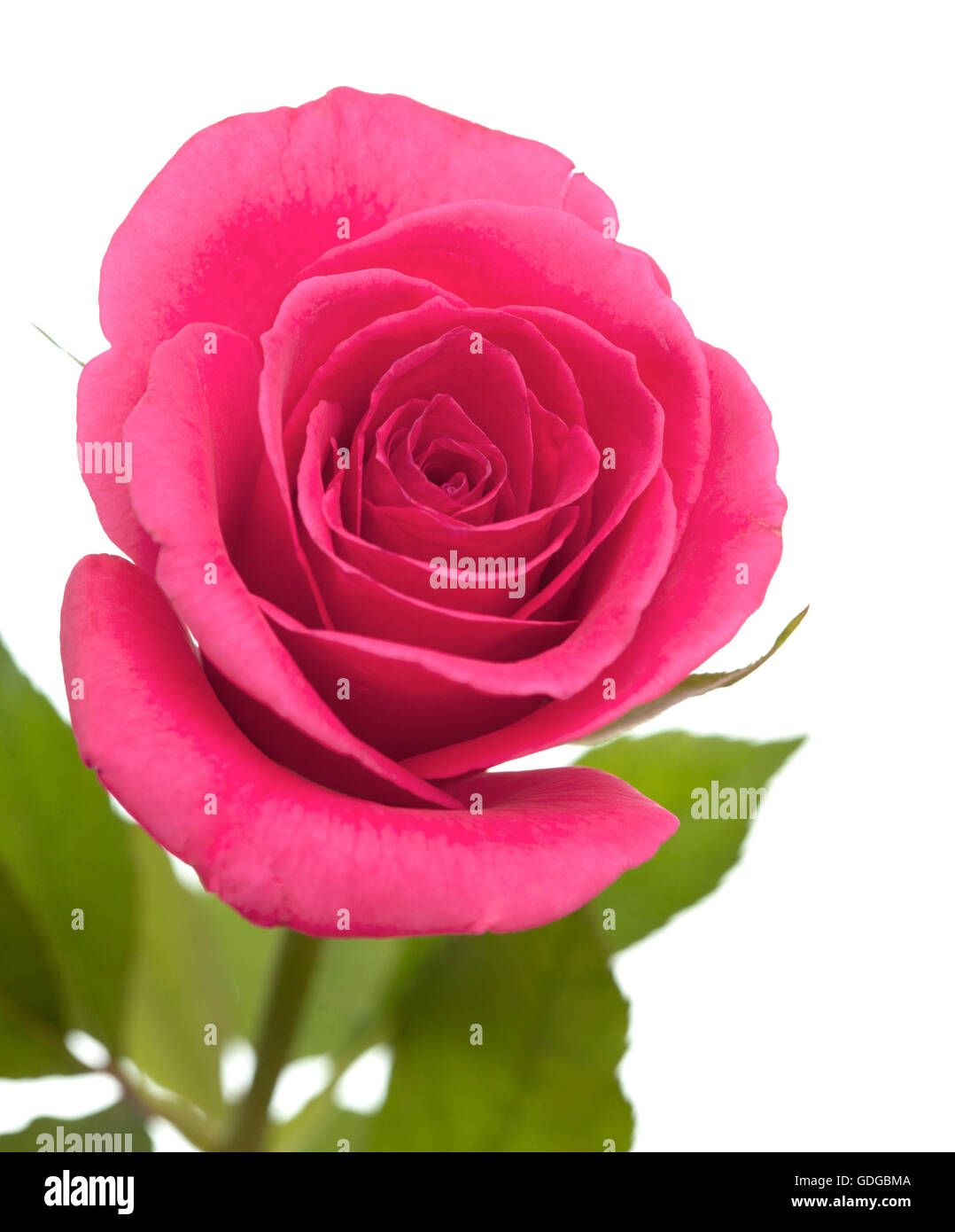 pale magenta rose isolated on white background Stock Photo - Alamy