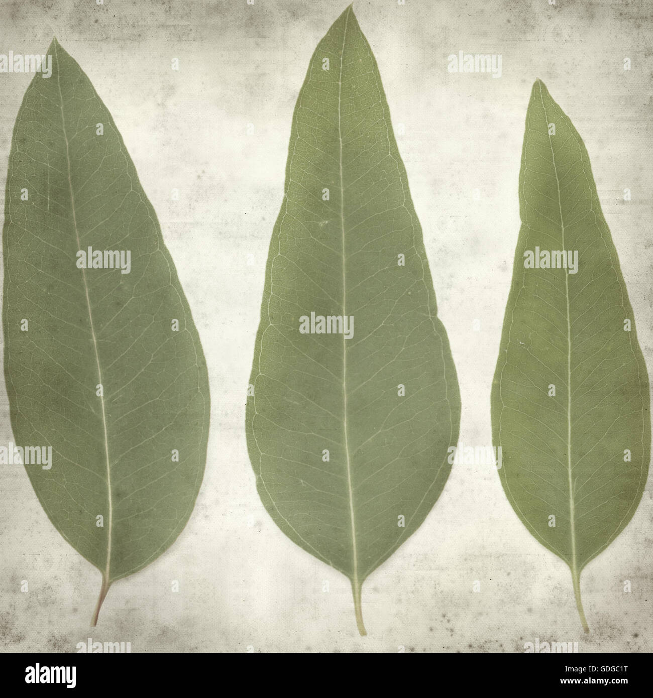 textured old paper background with fresh eucalyptus leaves Stock Photo ...