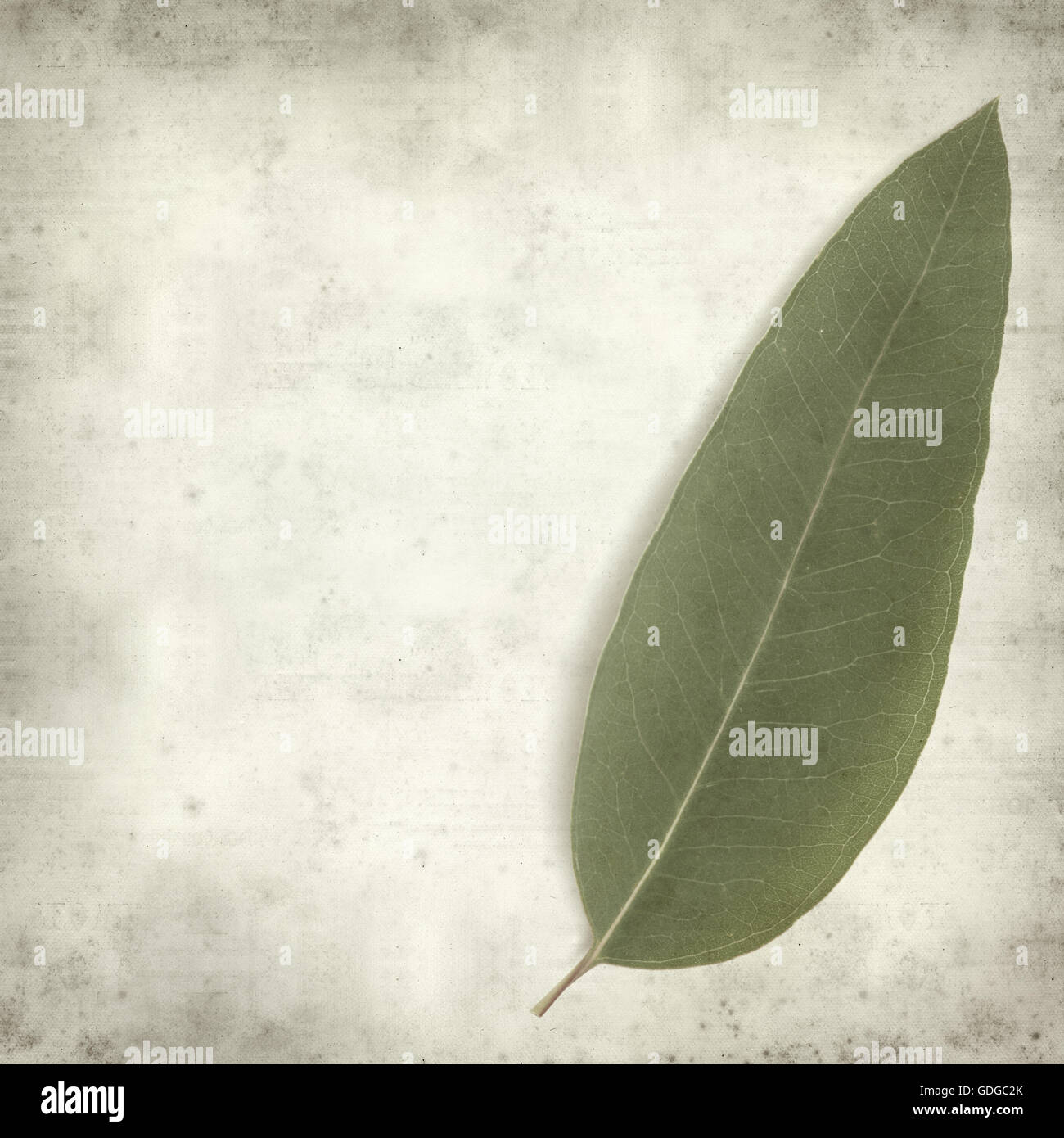 textured old paper background with fresh eucalyptus leaves Stock Photo ...