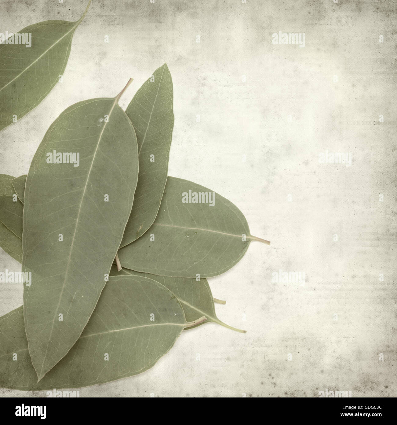 textured old paper background with fresh eucalyptus leaves Stock Photo ...
