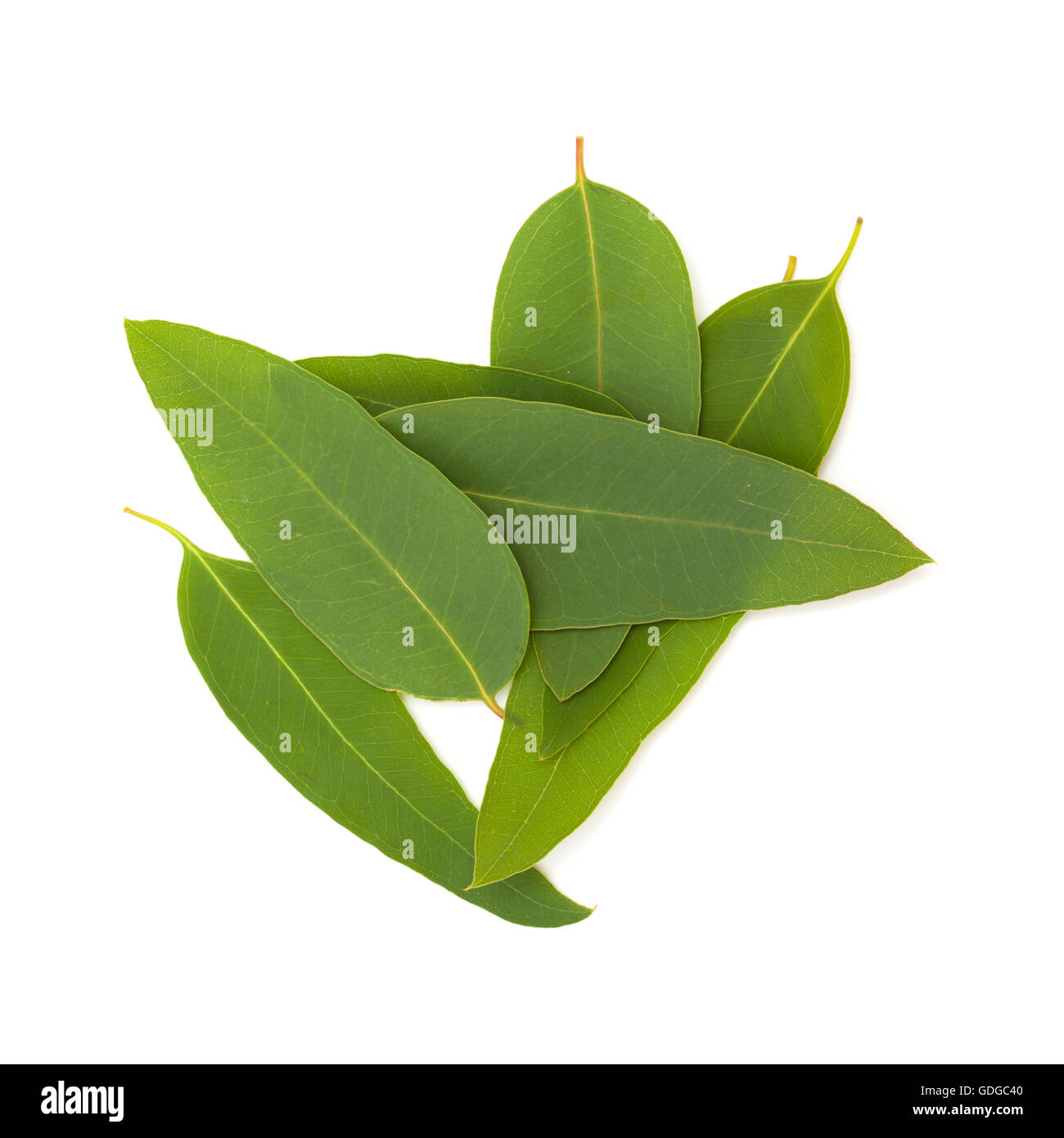 fresh eucalypus leaves isolated on white background Stock Photo - Alamy