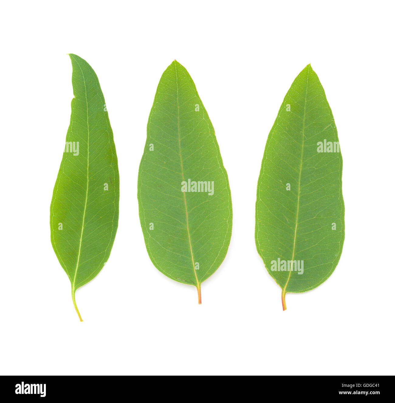 fresh eucalypus leaves isolated on white background Stock Photo - Alamy