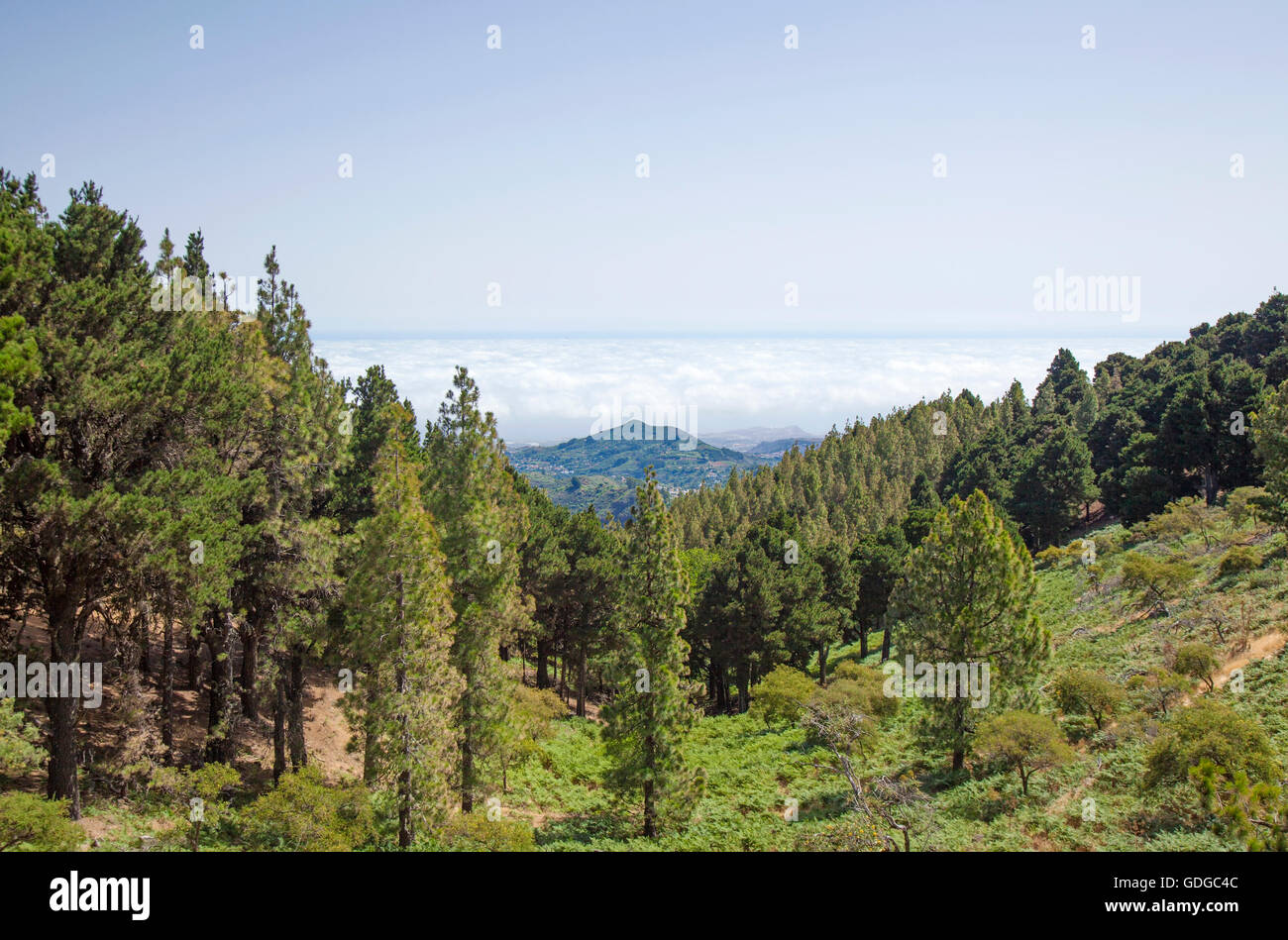 Central Gran Canaria in July, view over Canarian Pine trees north Stock ...