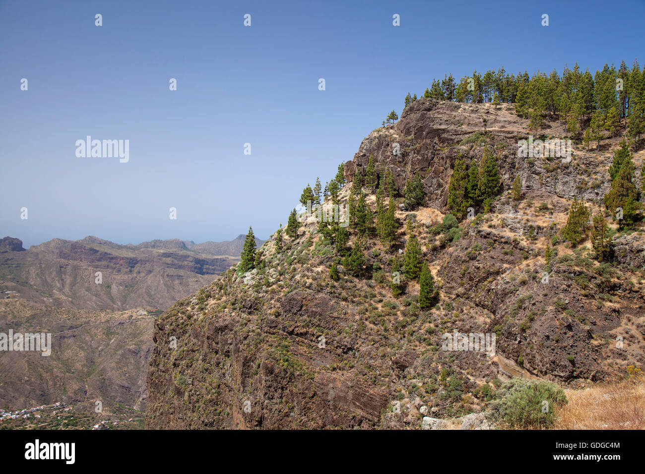 Central Gran Canaria in July, dry grasses and Canarian Pine trees Stock ...