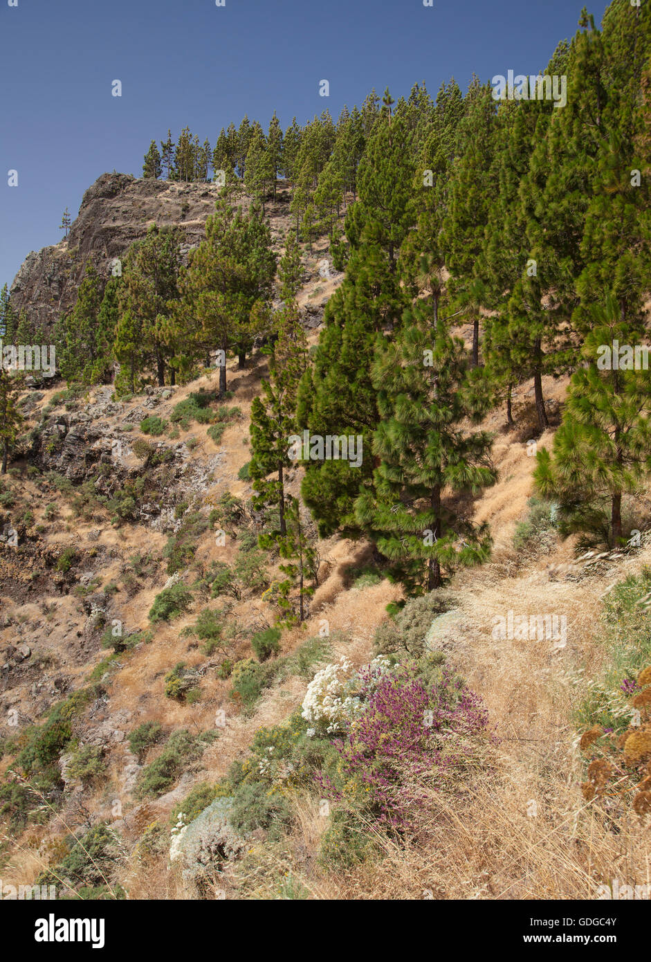 Central Gran Canaria in July, dry grasses and Canarian Pine trees Stock ...