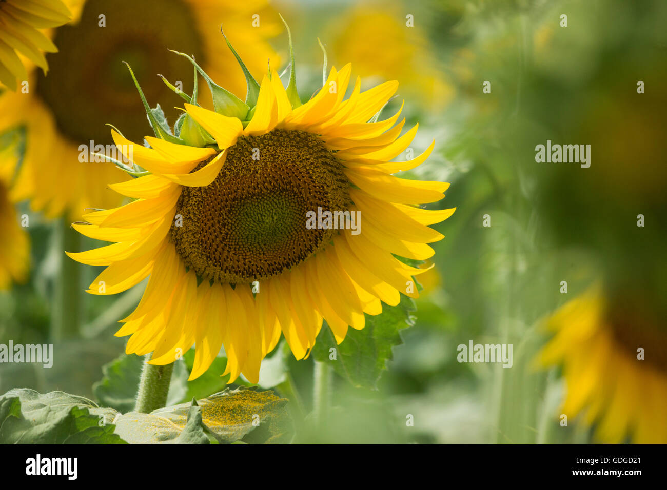 Closeup of beautiful fresh sunflower ray florets and disk, sp ...