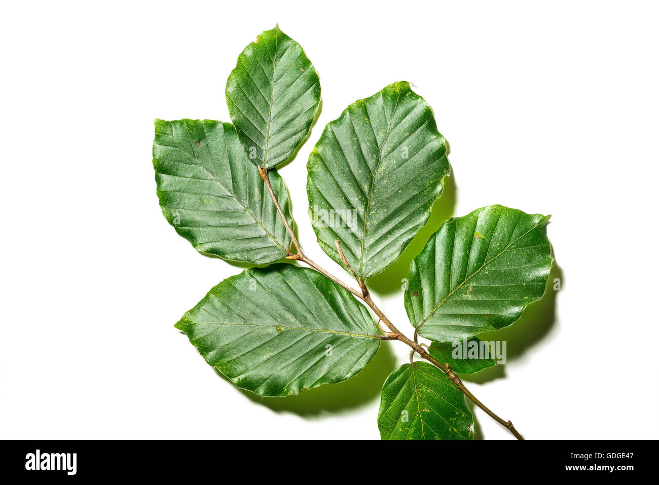 Leaves of Fagus sylvatica on white background Stock Photo - Alamy