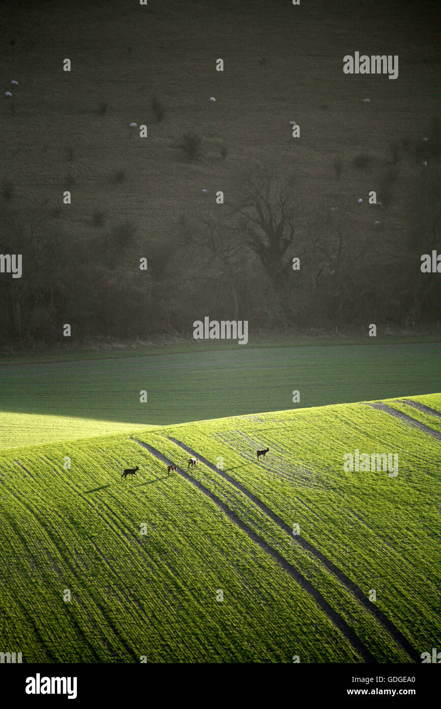 Gallows field across hi-res stock photography and images - Alamy