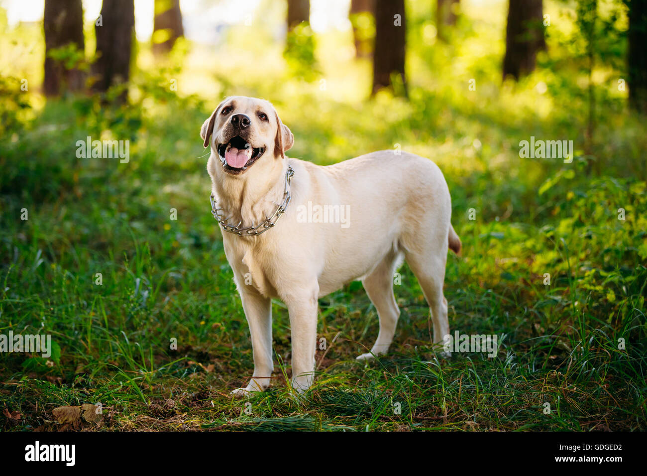 White Labrador dog Looking Up In Forest Park Stock Photo - Alamy